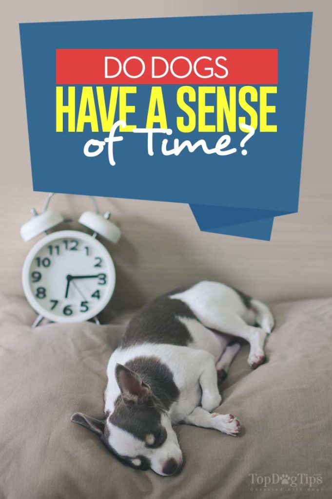 Do Dogs Have A Sense of Time? Does Your Dog Miss You?