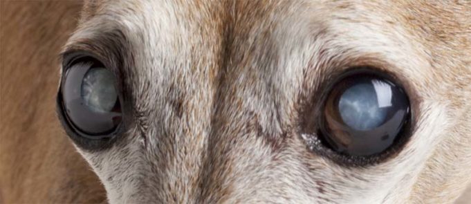 Cataracts in Dogs: 5 Ways to Prevent and Treat Them – Top Dog Tips