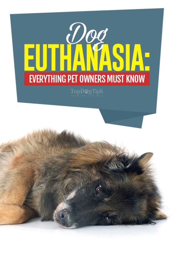 Dog Euthanasia: What to Expect and How to Prepare for It