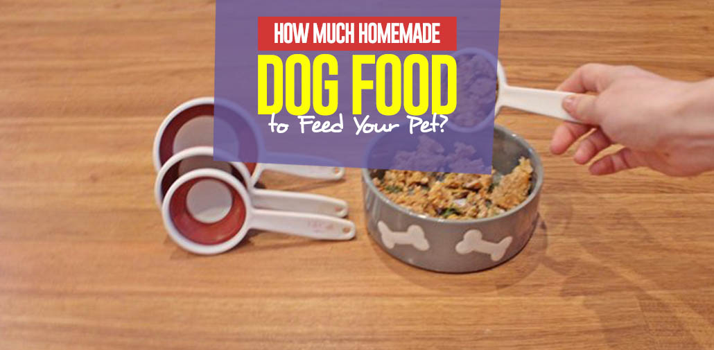 Homemade Dog Food To Feed Your Dog A Beginner s Guide