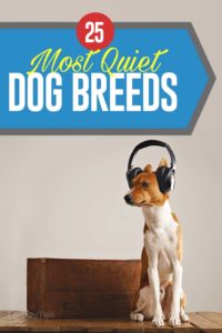 25 Most Quiet Dog Breeds (Based on Science)