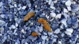 Let’s Talk About Poop! – Mitchell Veterinary Clinic
