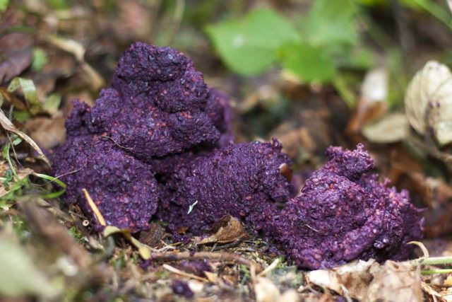 Let’s Talk About Poop! – Mitchell Veterinary Clinic