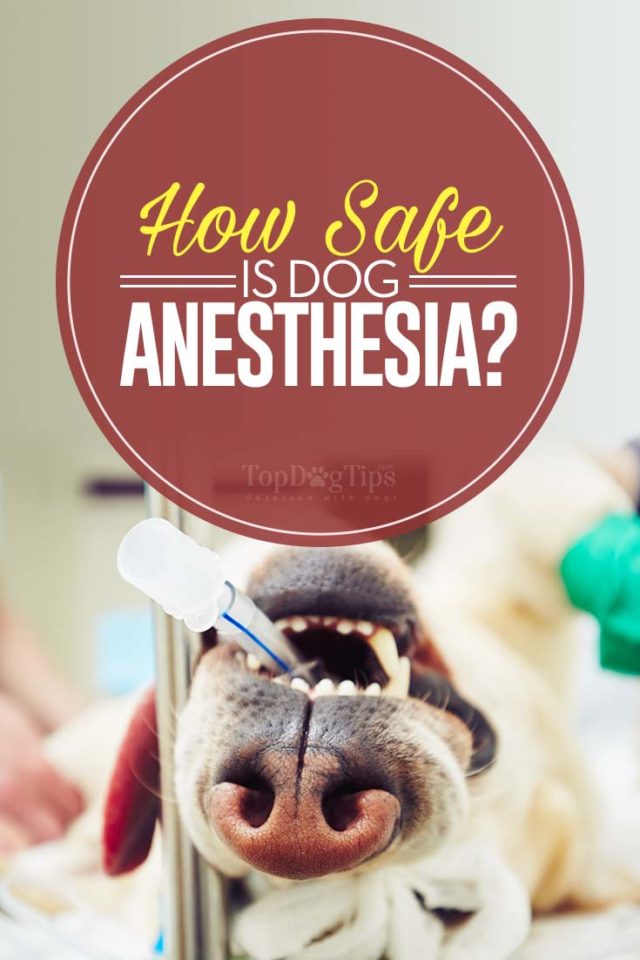 Dog Anesthesia: How Safe Is It and What Pet Owners Must Be Aware Of