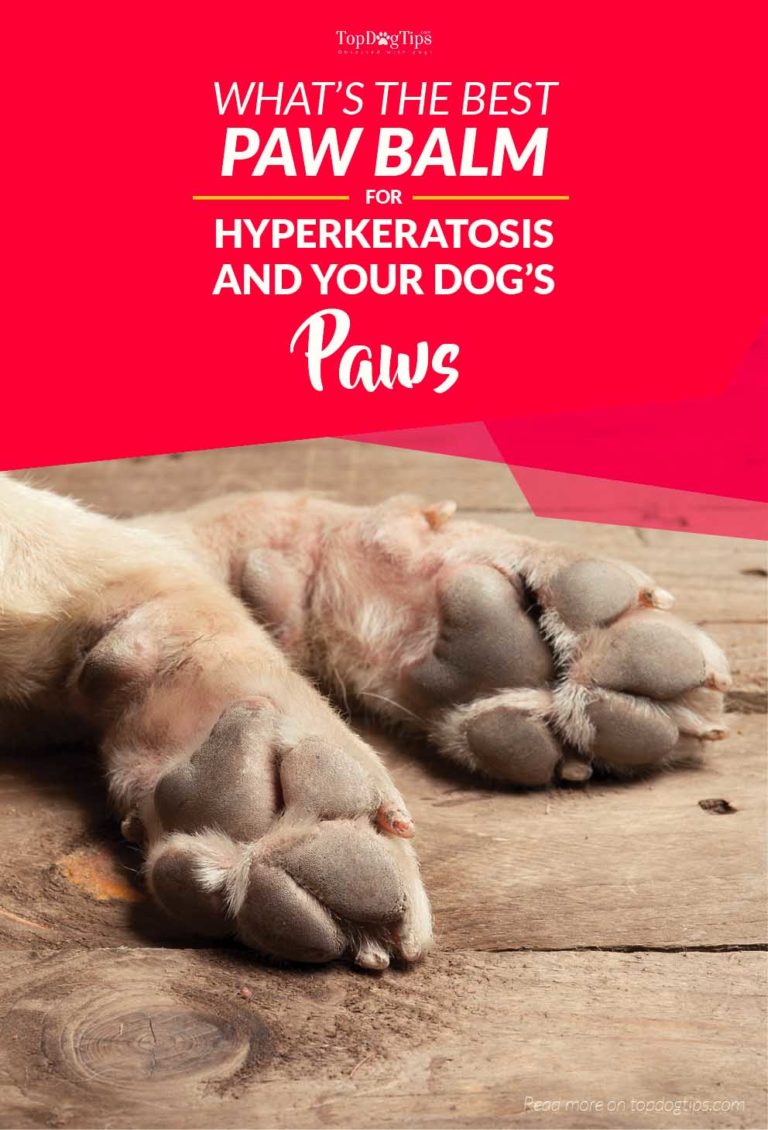 5 Best Paw Balm for Dogs (Hyperkeratosis and Paw Protection)