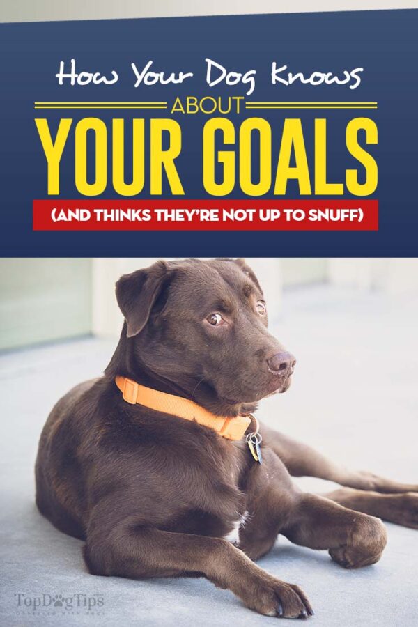 Your Dog Knows About Your Goals! (According to Science)