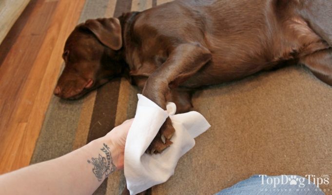 How to Treat an Infected Paw on a Dog (Step by Step Guide)