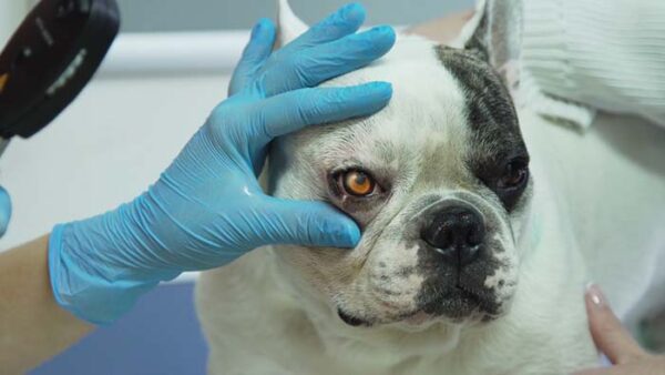 My Dog Won't Open His Eyes: Here's Why and What to Do