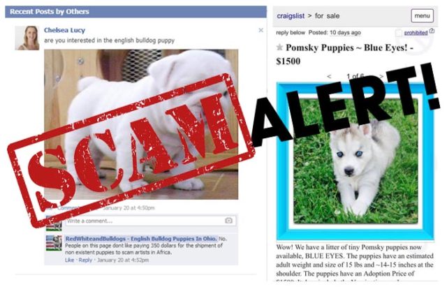 How Not to Get Scammed Adopting a Puppy – Top Dog Tips