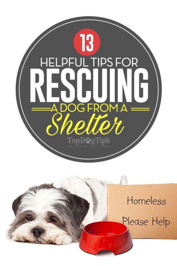 13 Tips for Rescuing a Dog from a Shelter (And How to Do It Correctly)