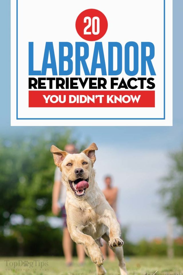 20 Labrador Retriever Facts You Didn’t Know to Love the Breed Even More