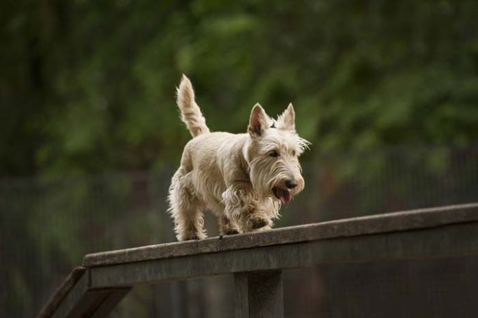 25 Dogs with Best Sense of Smell (Based on Science)