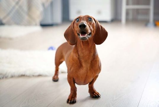 20 Most Talkative Dog Breeds That Bark the Most