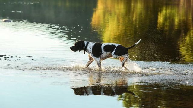 10 Most Popular Sporting Dog Breeds – Top Dog Tips