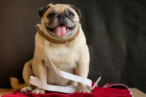 How to Slim Down an Overweight Dog [30-Day Diet Plan]