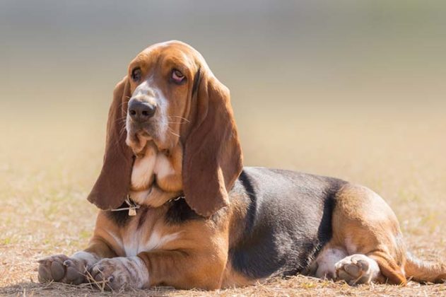 25 Dogs with Best Sense of Smell (Based on Science)