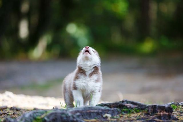 Dog Barking Problem: 5 Easy Ways to Solve It Fast