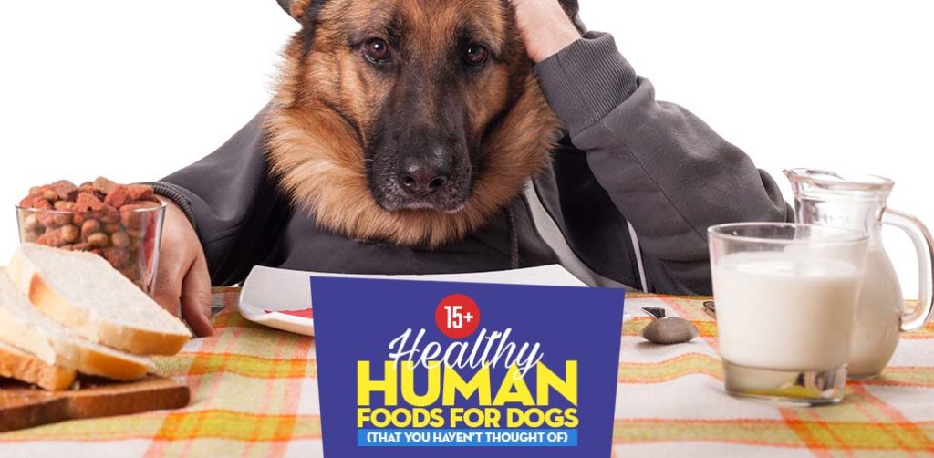 16 Best Human Foods for Dogs (That You Haven't Thought Of)