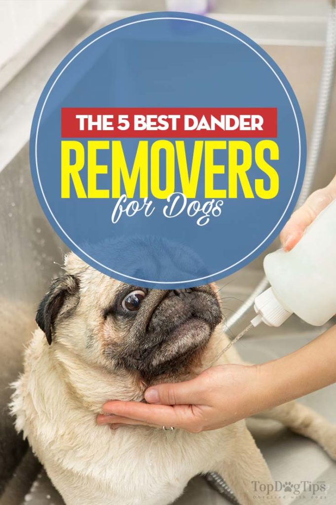 5 Best Dog Dander Treatment Brands in 2020 (To Solve Pet Allergy Issues)