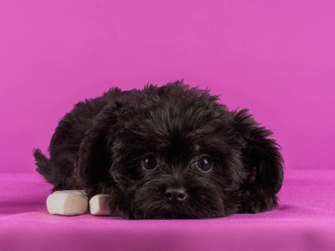 30 Best Lap Dogs for Cuddly Pet Owners