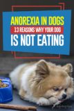 Anorexia in Dogs: 13 Reasons Why Your Dog Is Not Eating