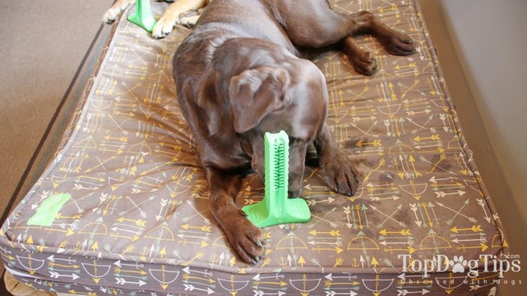iHeartDogs' Brite Bite Brushing Stick for Dogs Review