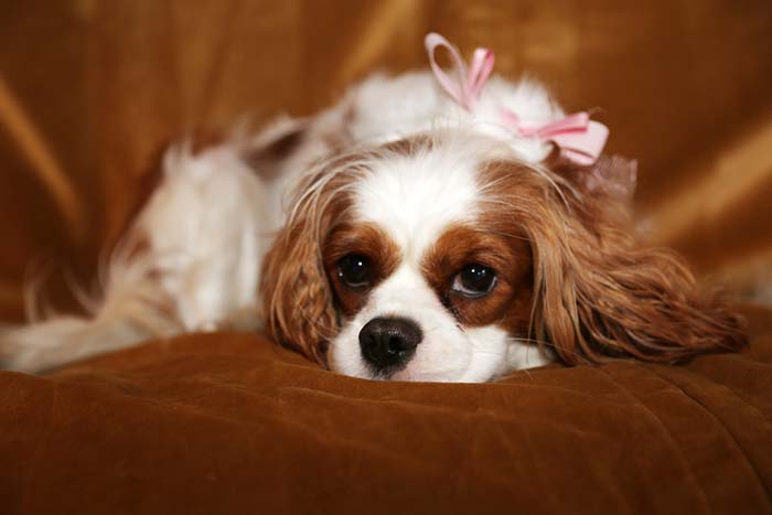 11 Popular Mild-Tempered and Calm Small Dogs – Top Dog Tips