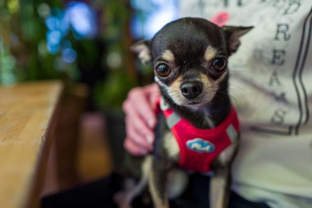 30 Best Lap Dogs for Cuddly Pet Owners
