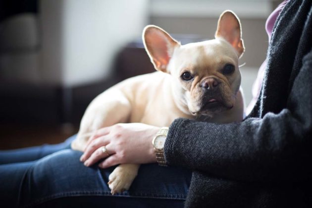 30 Best Lap Dogs for Cuddly Pet Owners