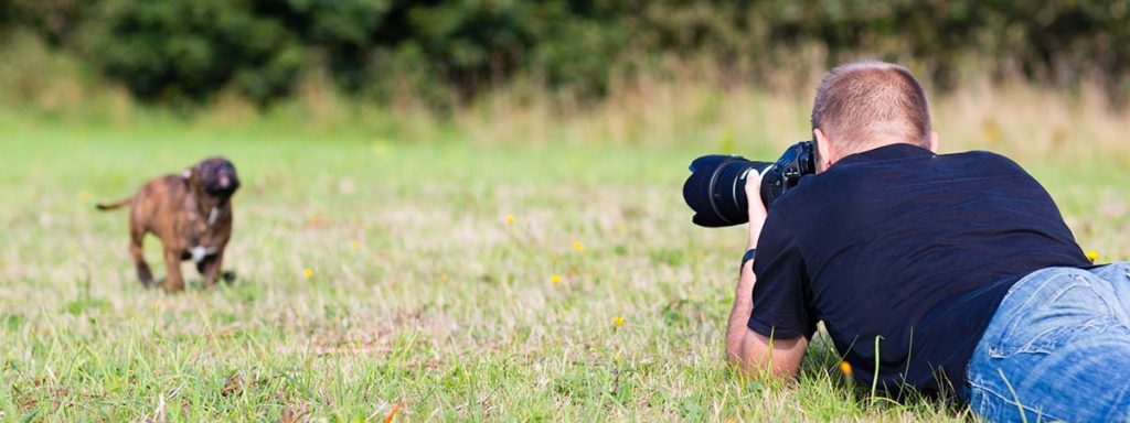Dog Photography: The Ultimate Guide and Best Tips for Beginners