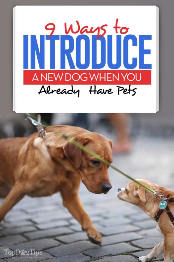 10 Tips for Introducing a New Dog to Resident Pets