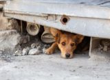 When a Dog Adopted YOU: Ideas and Examples of What You Can Do