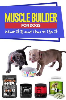 Muscle Builder for Dogs: What It Is, How to Use It and Best Brands to Buy