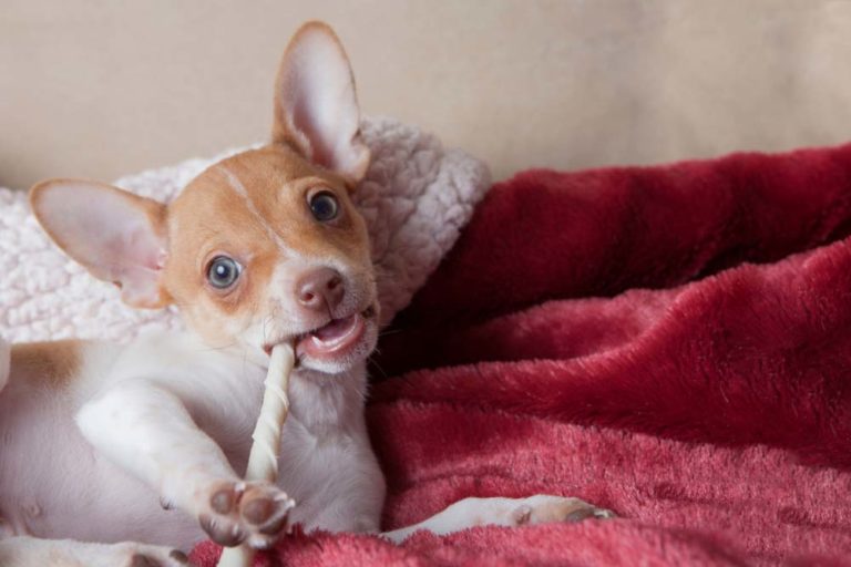 30 Best Lap Dogs for Cuddly Pet Owners