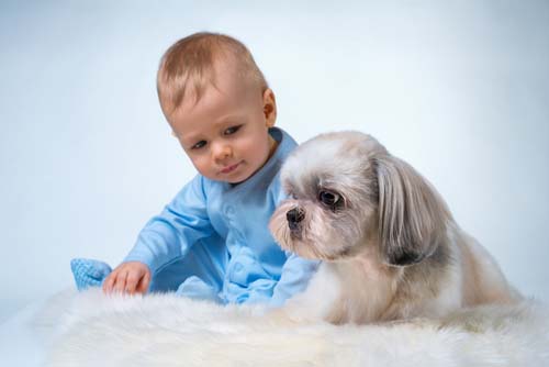 17 Small Dog Breeds That Are Good With Kids and Perfect for Families