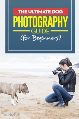 Dog Photography: The Ultimate Guide and Best Tips for Beginners