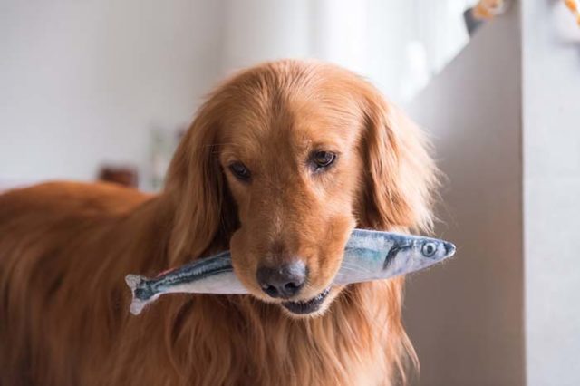 How to Feed Dogs with Sensitive Skin: Foods to Include and What to Avoid