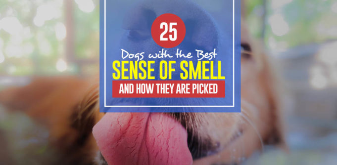 25 Dogs with Best Sense of Smell (Based on Science)