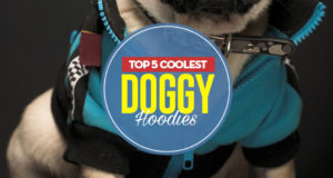 Top 5 Best Dog Hats for Every Occasion in 2018 (summer + winter)