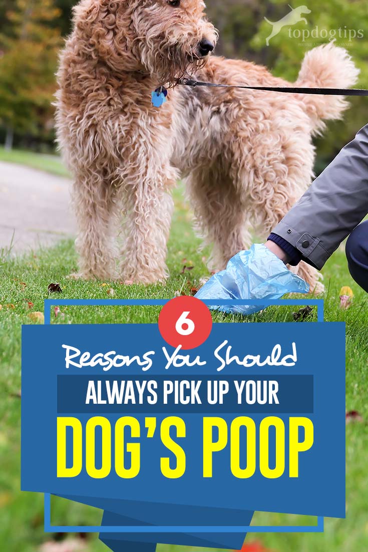 6 Reasons You Should Always Pick Up Your Dog’s Poop