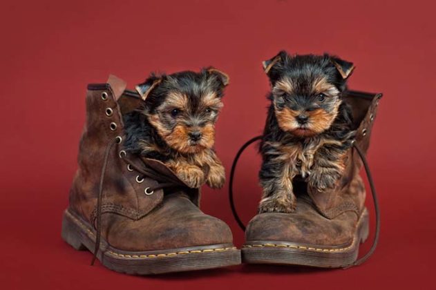20 Most Talkative Dog Breeds That Bark the Most