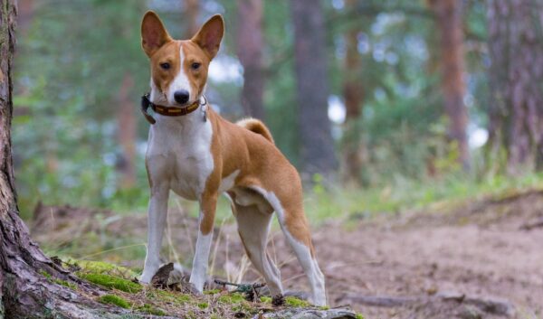 25 Escape Artist Dog Breeds That Are Good at Running Away