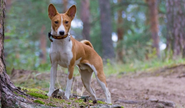 25 Escape Artist Dog Breeds That Are Good at Running Away
