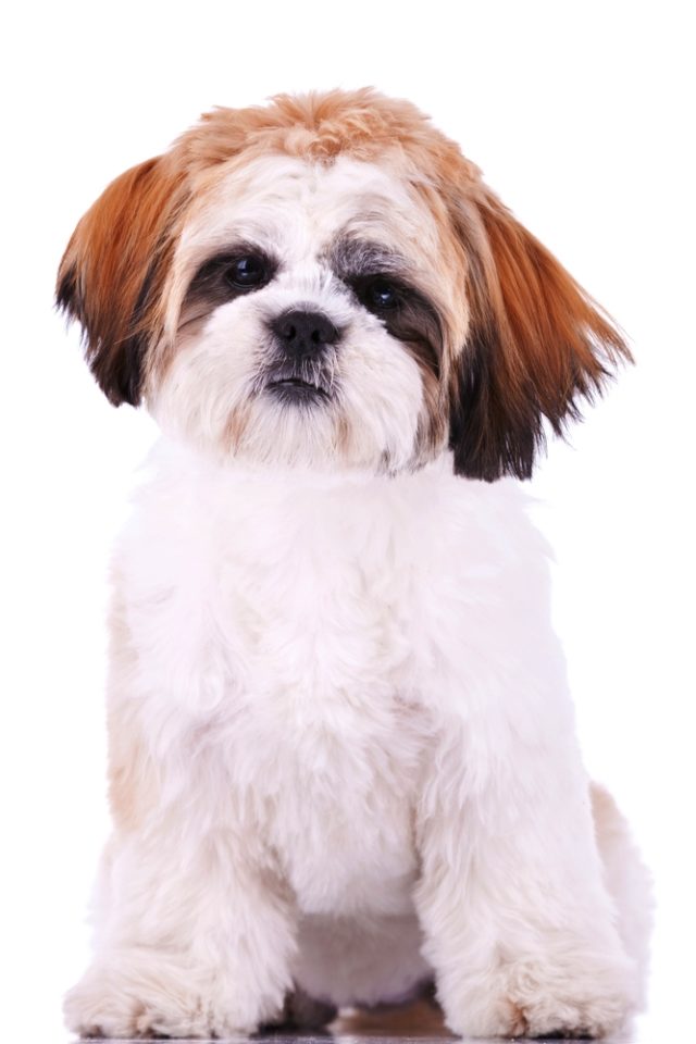 25 Escape Artist Dog Breeds That Are Good at Running Away
