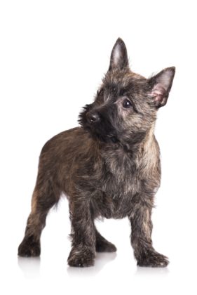 25 Escape Artist Dog Breeds That Are Good at Running Away