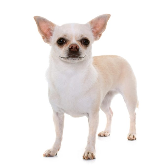 25 Escape Artist Dog Breeds That Are Good at Running Away