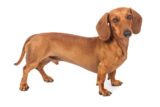 25 Escape Artist Dog Breeds That Are Good at Running Away