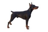 25 Escape Artist Dog Breeds That Are Good at Running Away