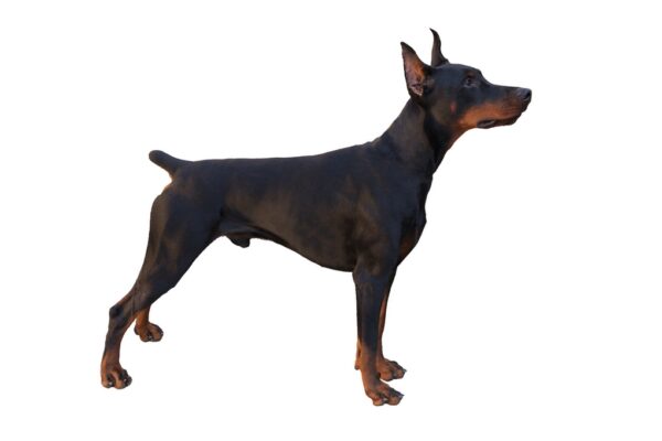 25 Escape Artist Dog Breeds That Are Good at Running Away