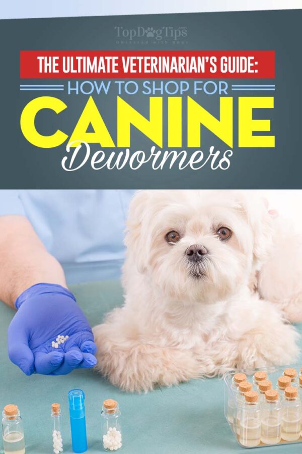 A Vet’s Guide to Dewormer for Dogs: The How, What, Why and When